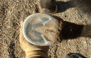 A Different View of Hoof Mechanism - The Horse's Hoof