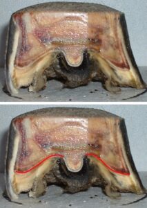 A Different View of Hoof Mechanism - The Horse's Hoof