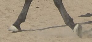 Equine Hoof Balance: Seeking Perfection in an Imperfect World - The ...