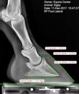 Equine Hoof Balance: Seeking Perfection in an Imperfect World - The ...